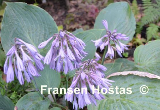 Hosta Bedford Blue - Fransen Hostas
